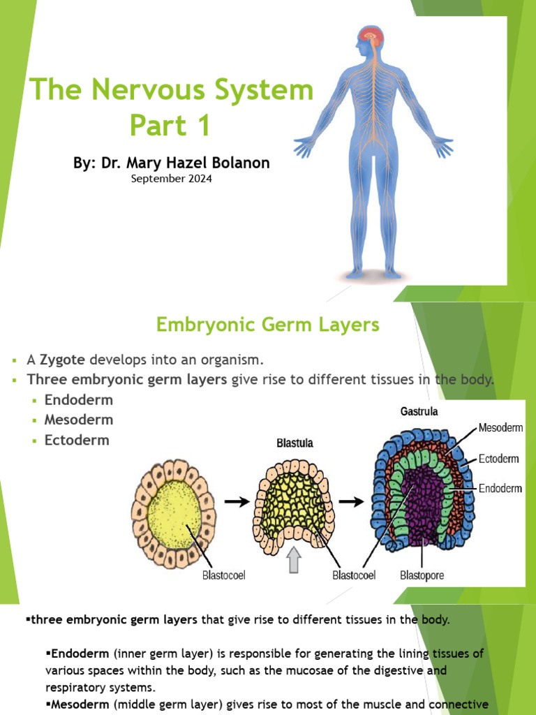 Anatomy of The Nervous Sys Part 1 by DR Bolanon Sept 2024 | PDF
