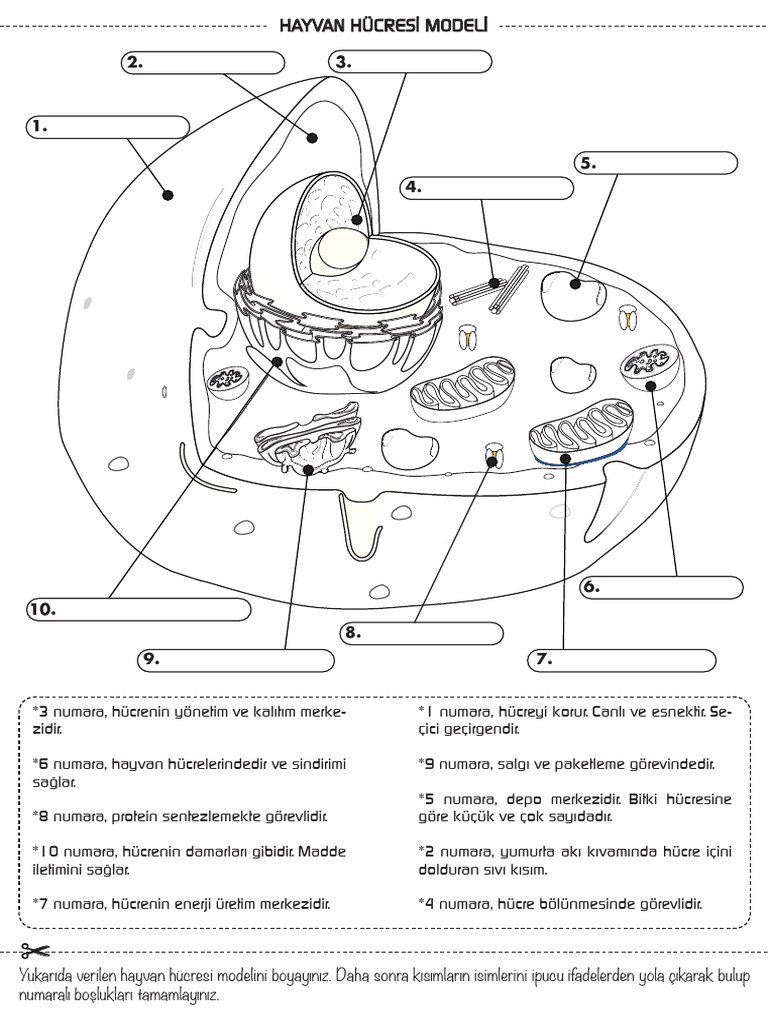 7.SNF Hayvan-Bitki Hücresi BOYAMA ETKİNLİĞİ | PDF