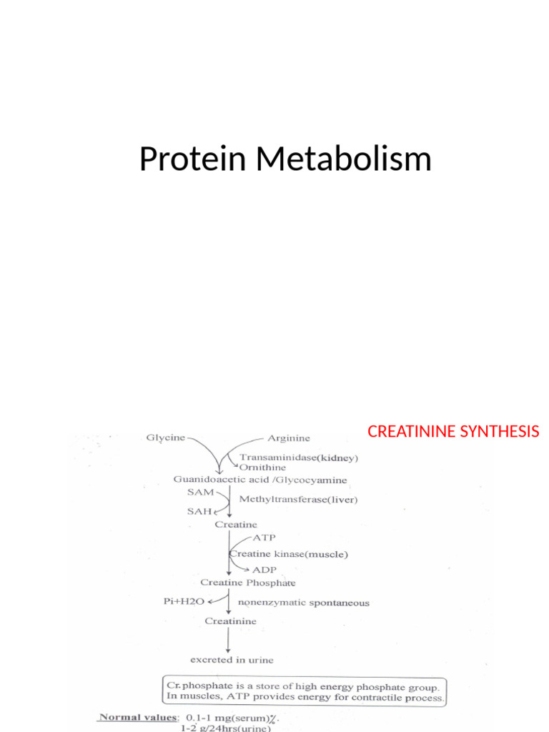Protein Metabolism | PDF