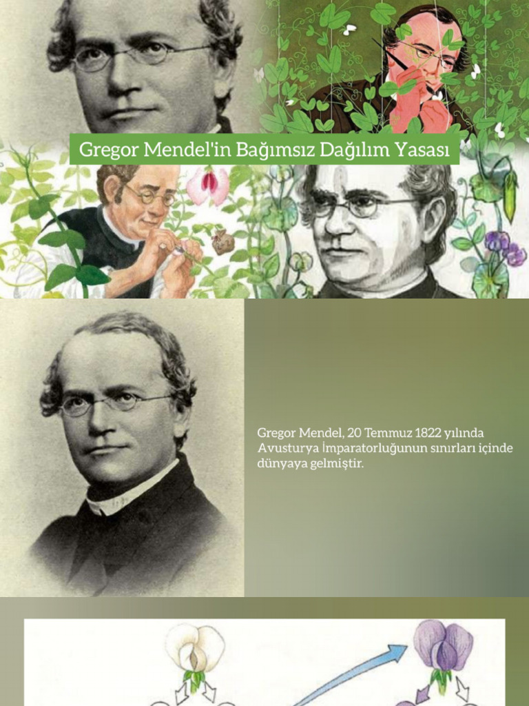 MENDEL | PDF