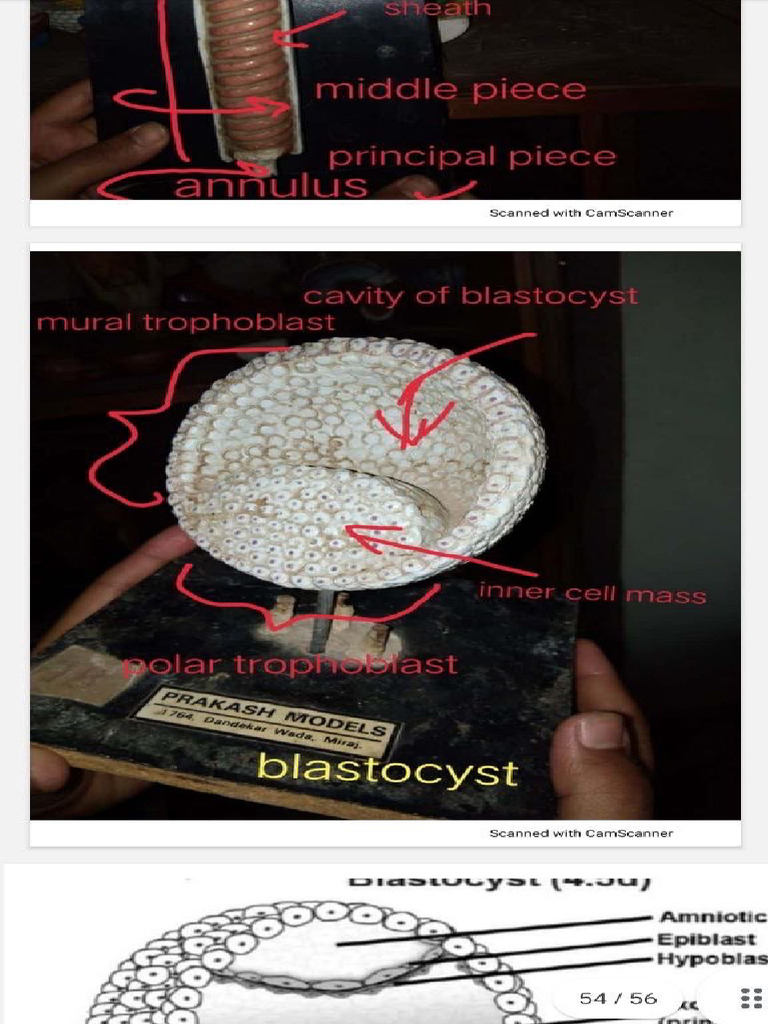 Embryology Models | PDF