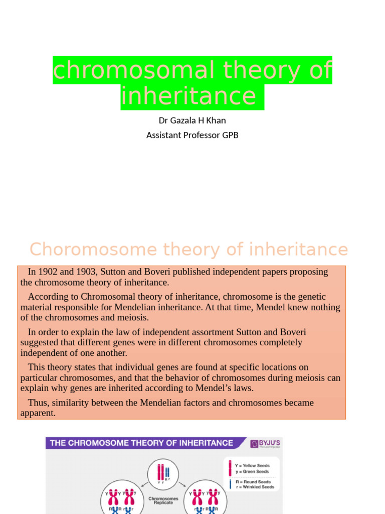 Chromosomal Theory of Inheritance | PDF