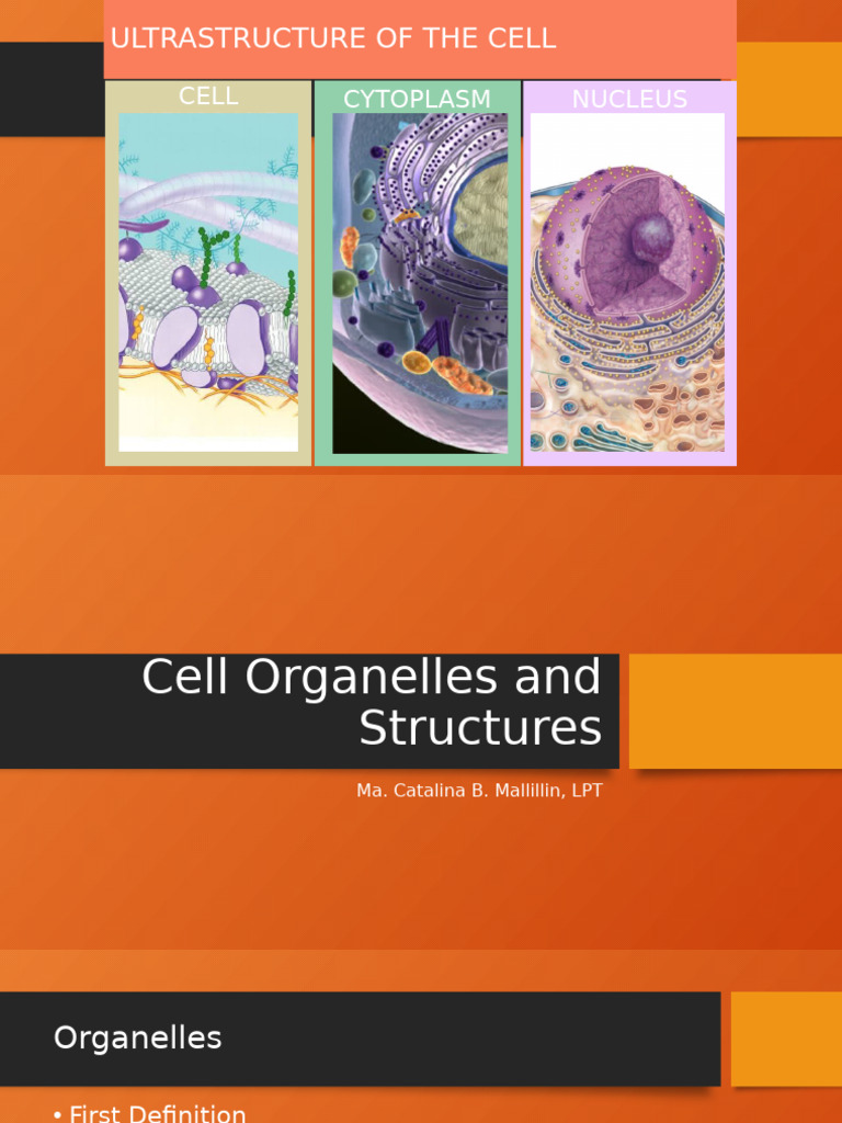 Cell Organelles and Structure | PDF
