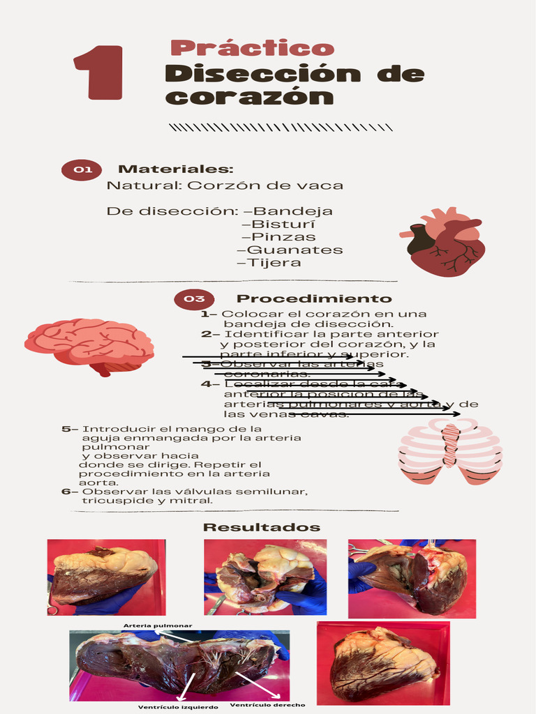Práctico Disección de Corazón | PDF