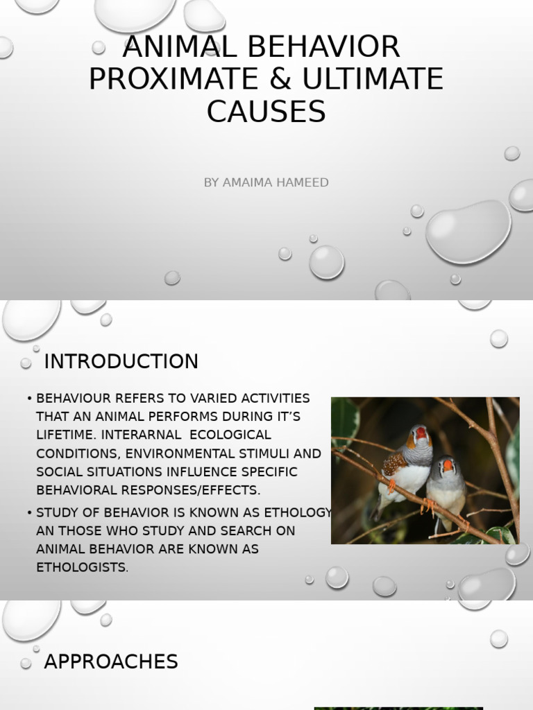 Animal Behavior Proximate and Ultimate Causes (1+2)(1) | PDF