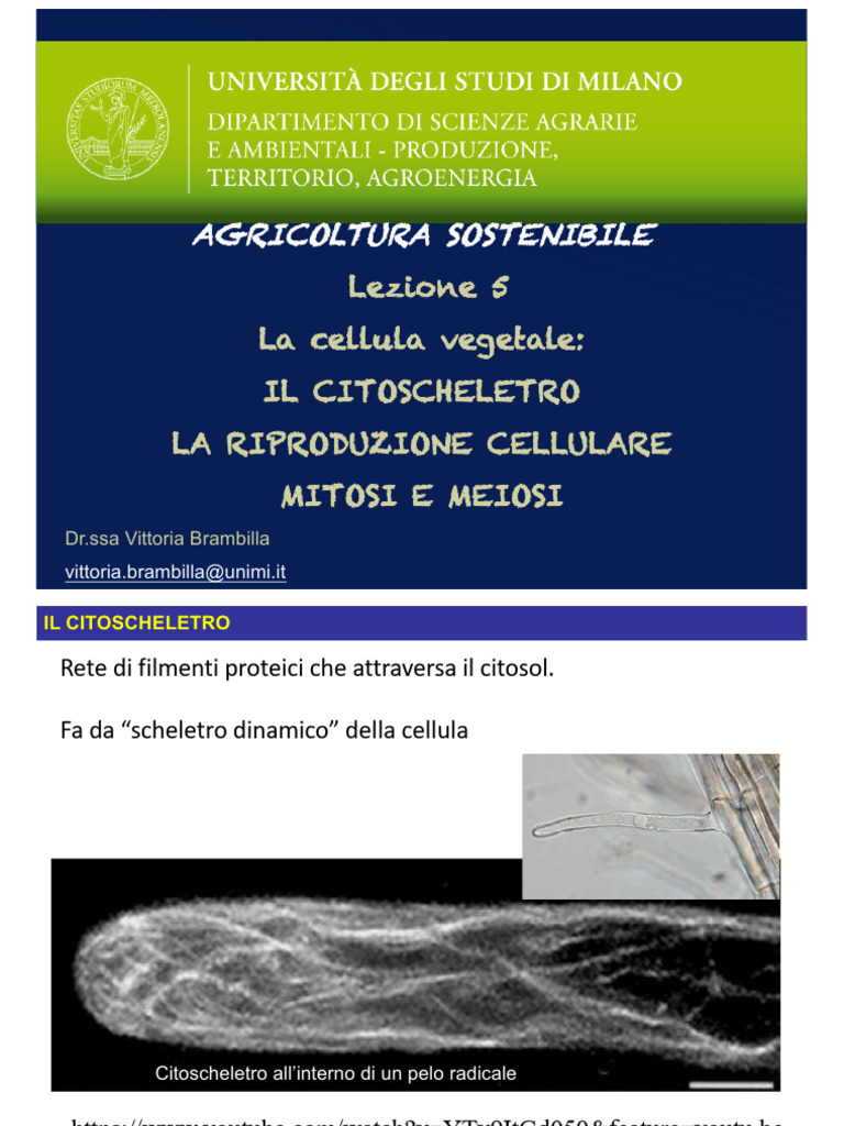 6.LEZIONE 5 IL Citoscheletro, Il Ciclo Cellulare, Mitosi e Meiosi | PDF