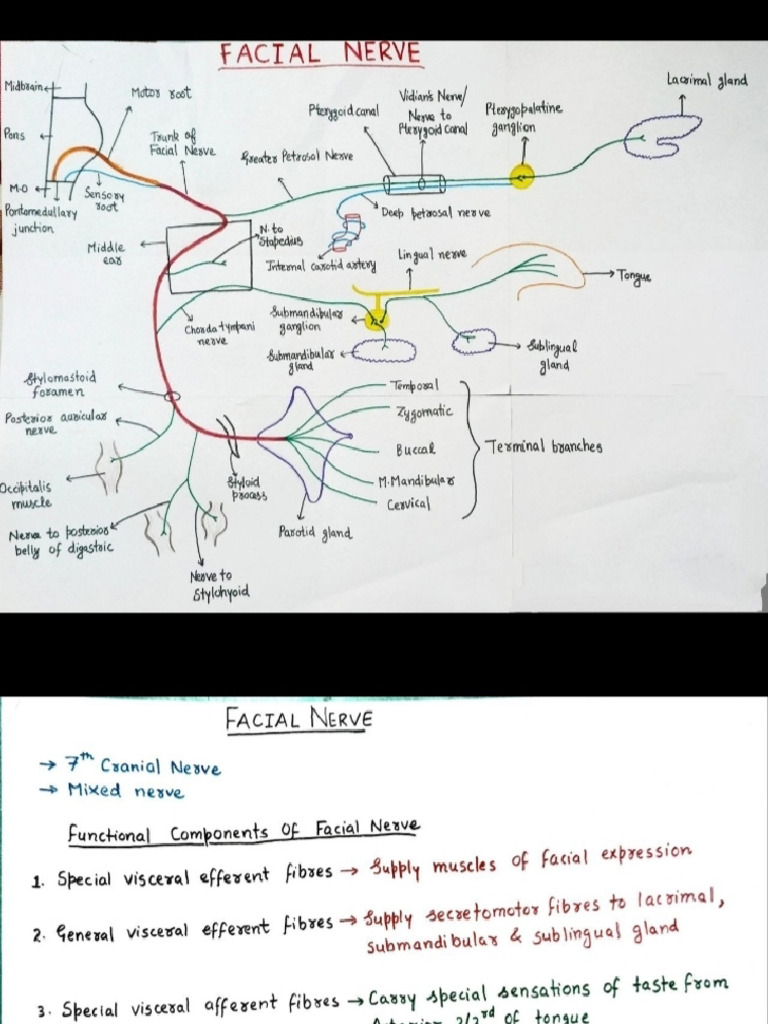 Facial nerve | PDF