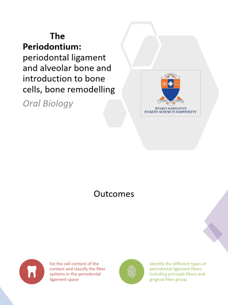 Periodontium - PDL and Alveolar Bone | PDF