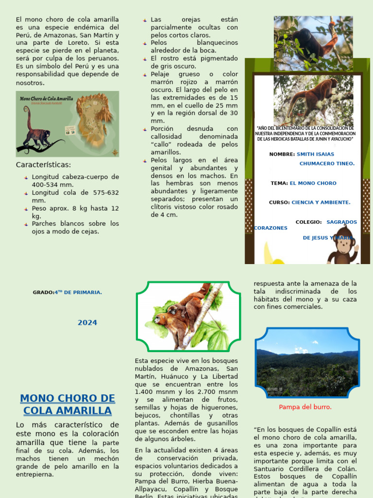 El Mono Choro de Cola Amarilla Es Una Especie Endémica Del Perú | PDF