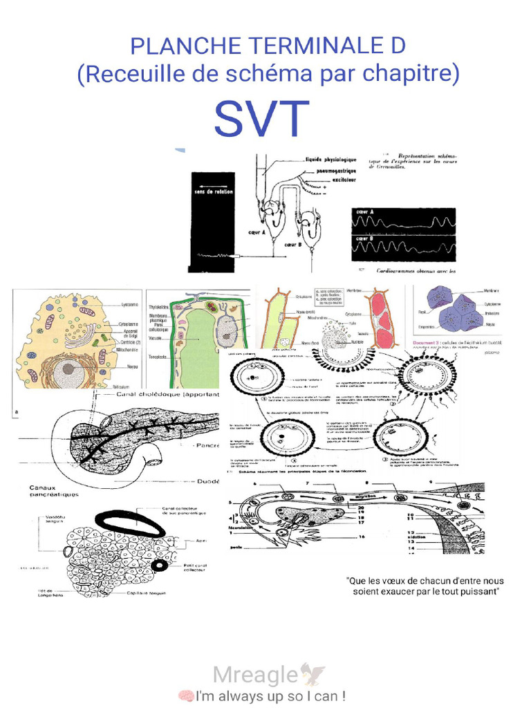 Planche Svt ( Mreagle ?) | PDF