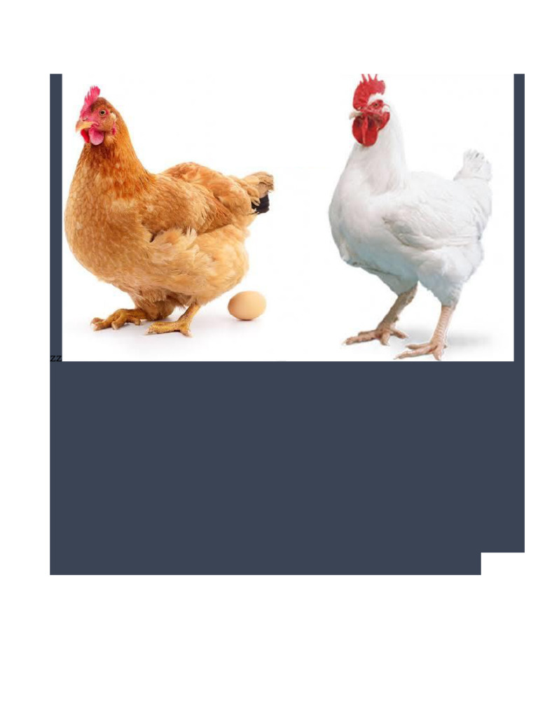 Poultry Training Manual PDF | PDF