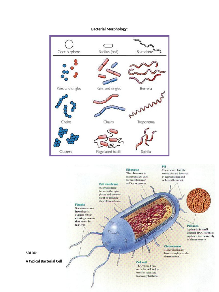 Bacterial Morphology | PDF