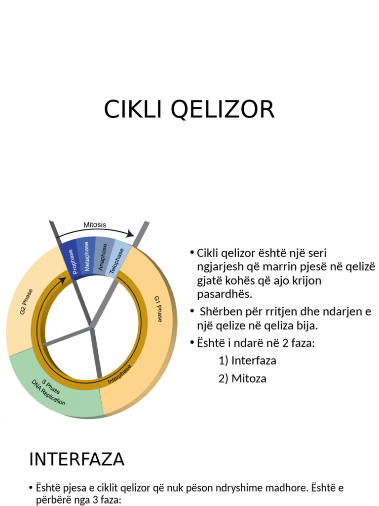 Cikli Qelizor | PDF
