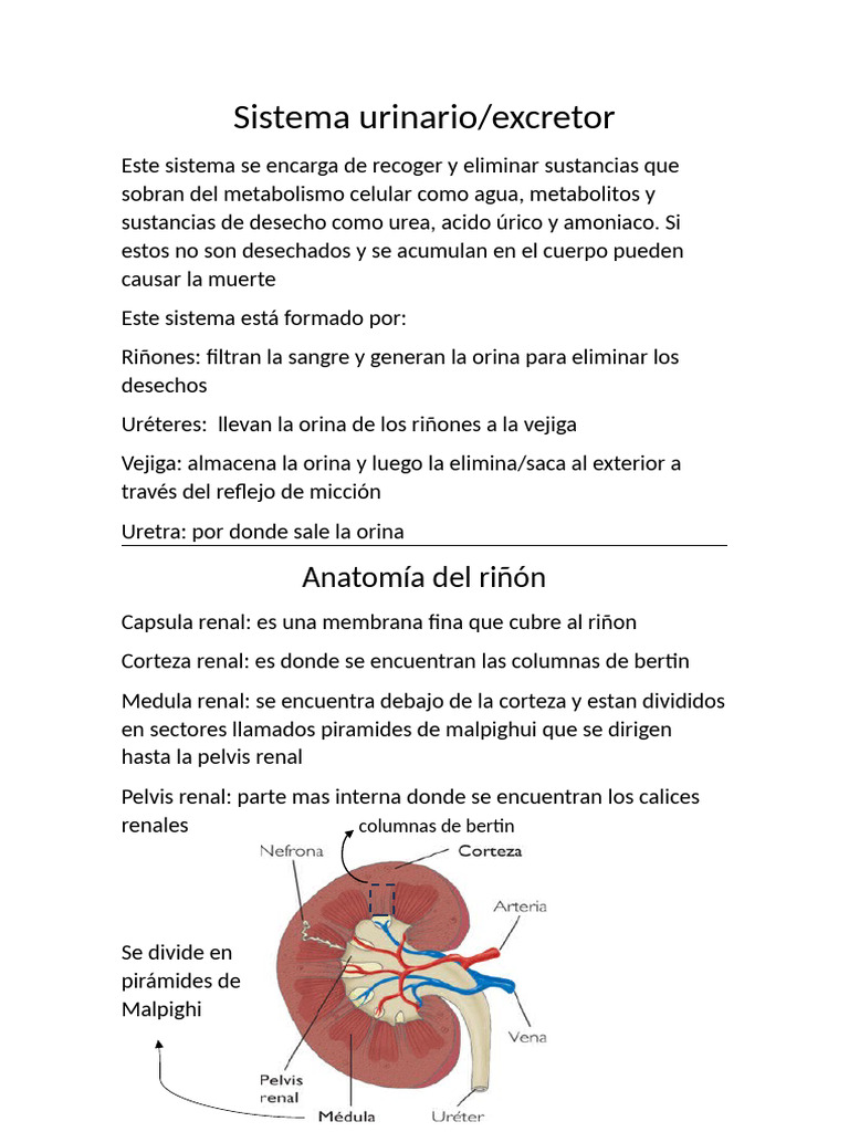 Sistema Urinario | PDF