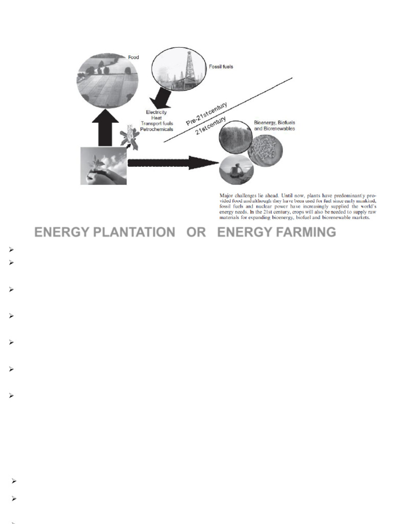 02 Energy Plantation | PDF