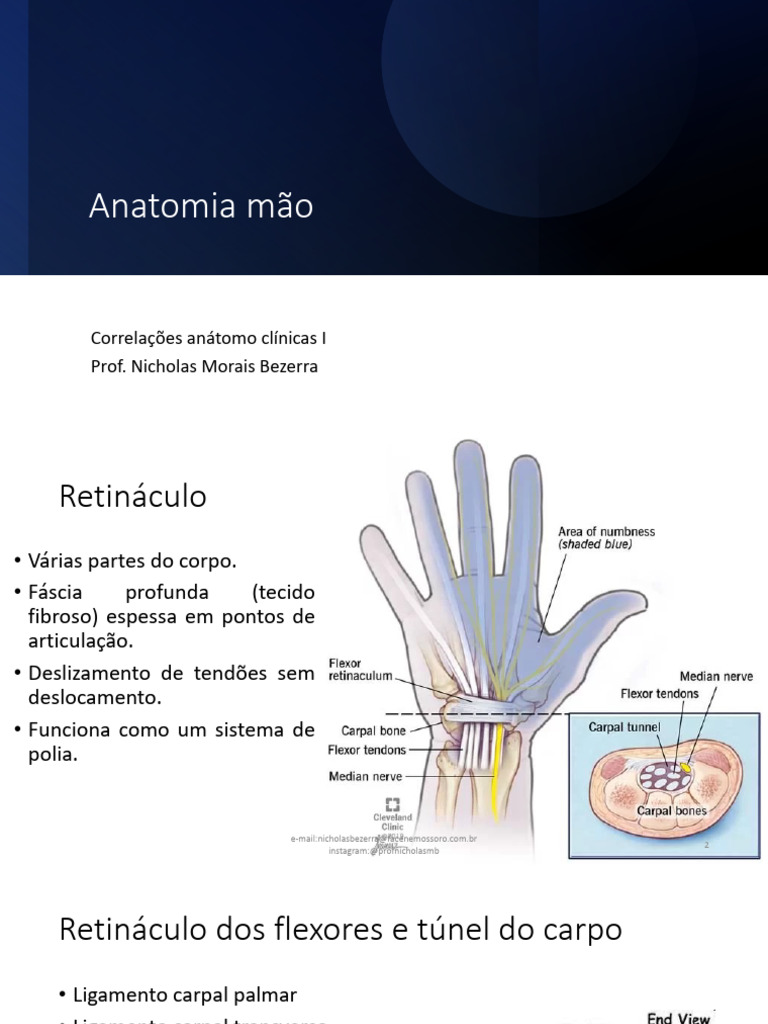 Anatomia e Inervação da Mão | PDF | Sistema nervoso | Anatomia humana