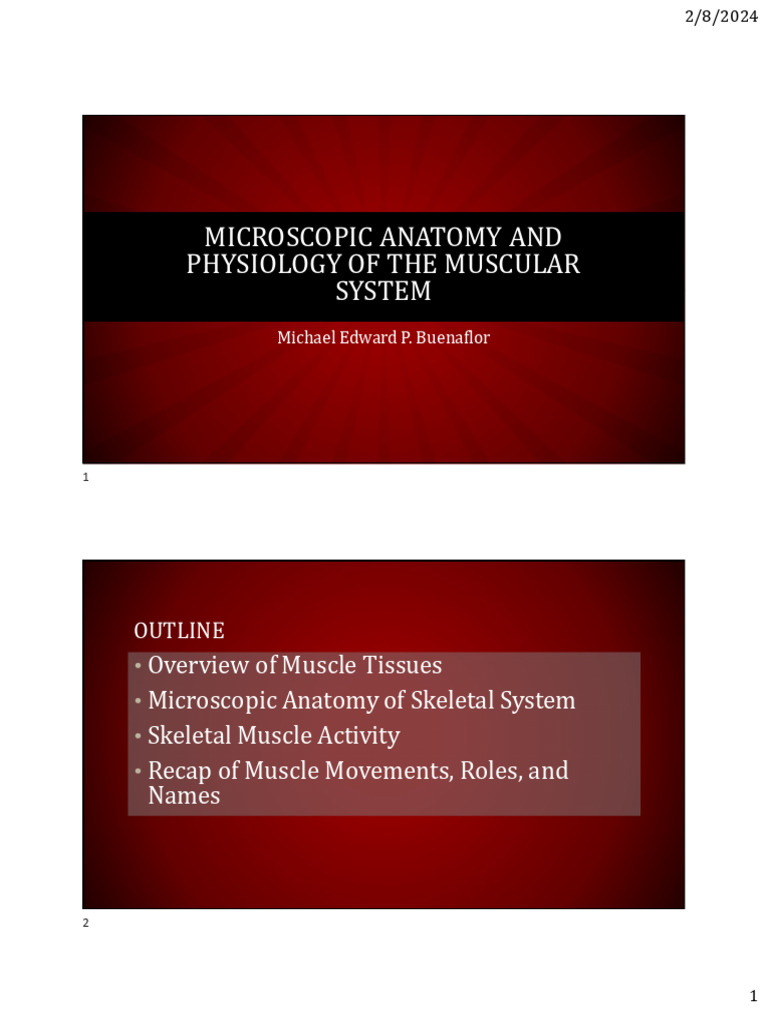 Muscular System | PDF