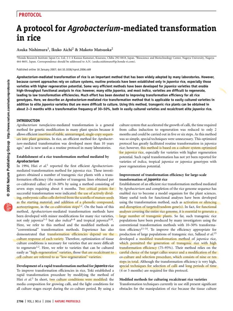 Handout - A Protocol For Agrobacterium-Mediated Transformation in Rice ...