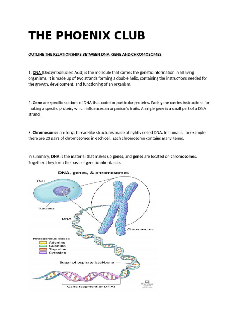 The Phoenix Club | PDF