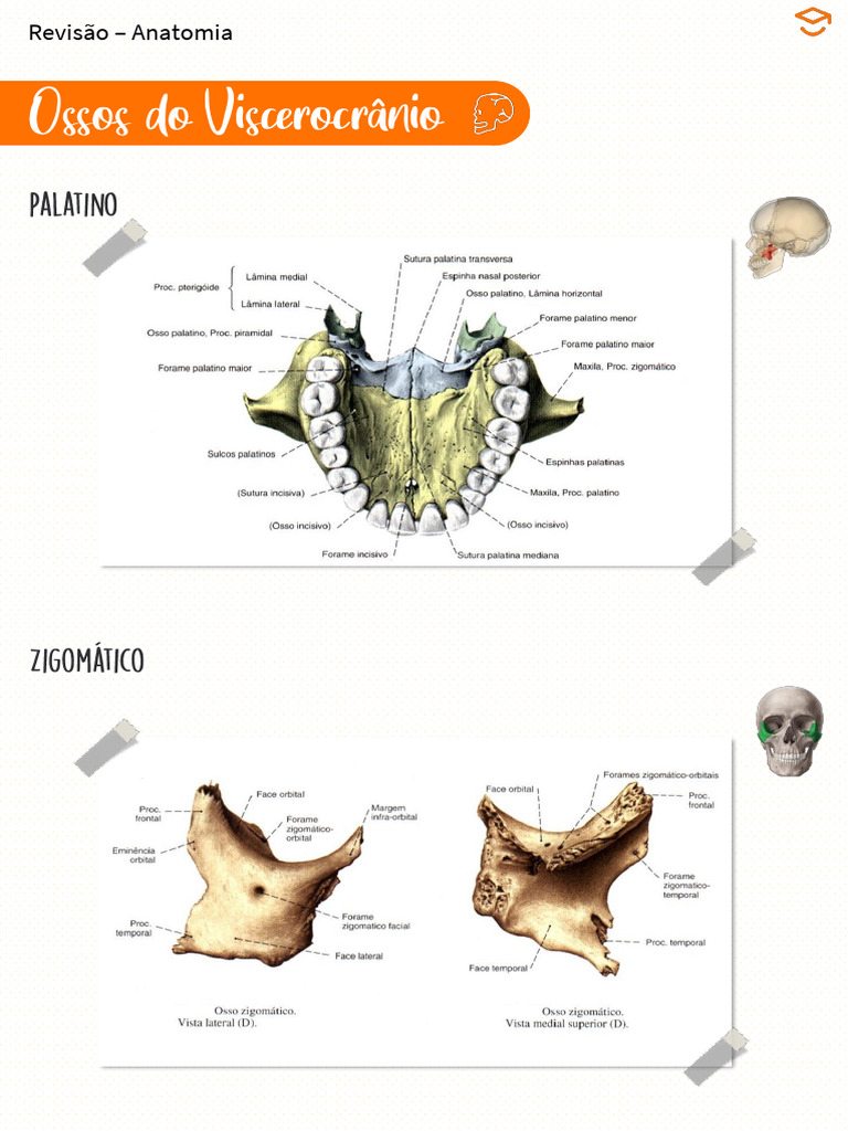 ANATOMIA - Ossos Do Viscerocrânio | PDF