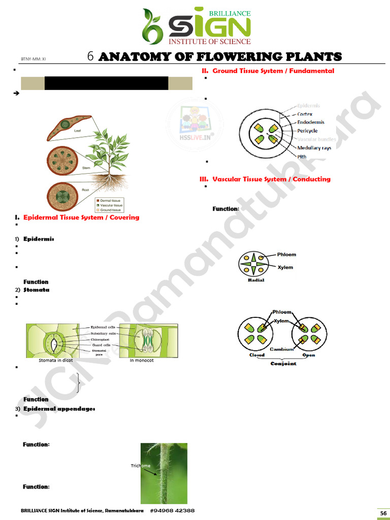 Hsslive Xi Botany Anatomy Minhad | PDF