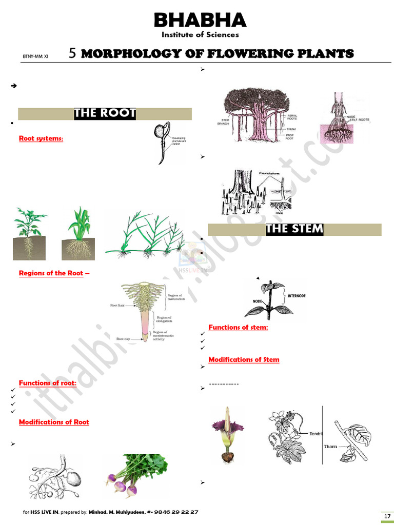 Hsslive Xi Btny 5 Morphology Minhad | PDF