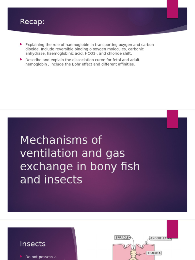 Gas Exchange in Fish and Bony Insects | PDF