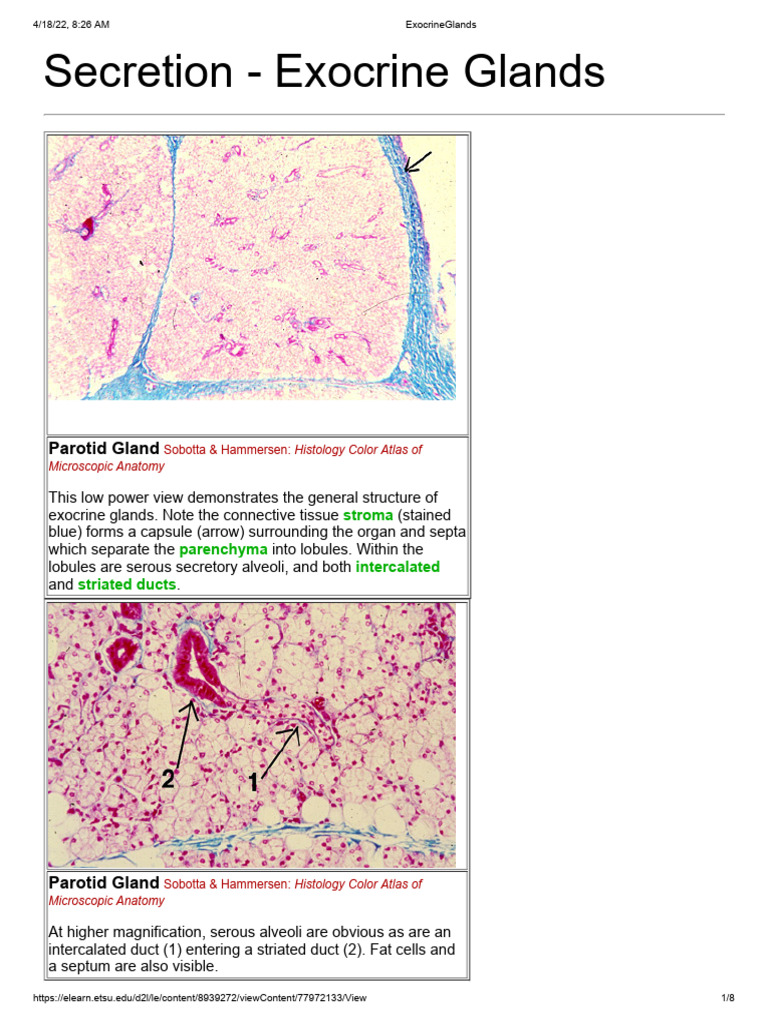Exocrine Glands - Light Microscopy Atlas - CBIO-1312-1 - Cell & Tissue ...