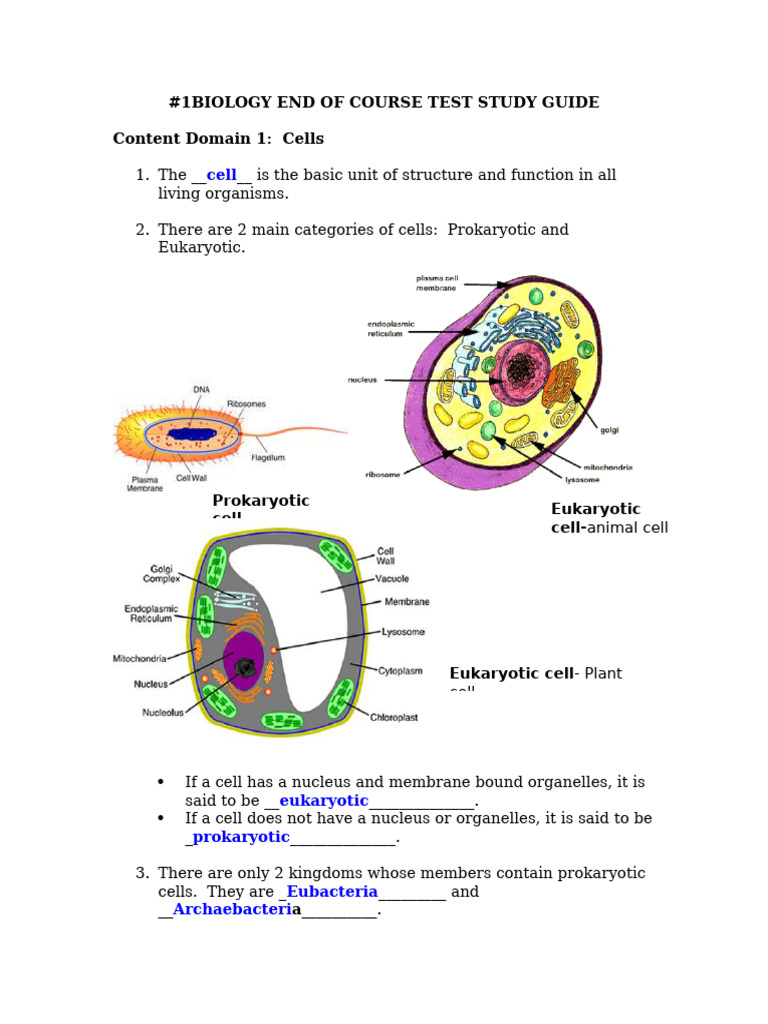 Biology EOCT Answers | PDF