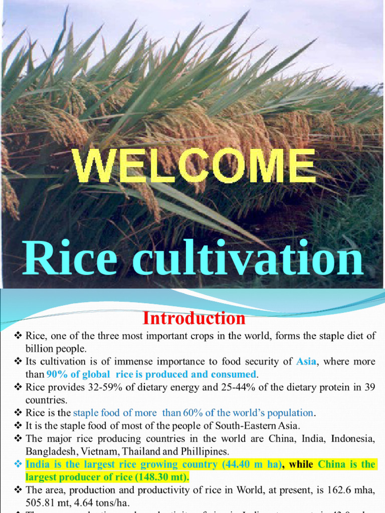 Rice | PDF