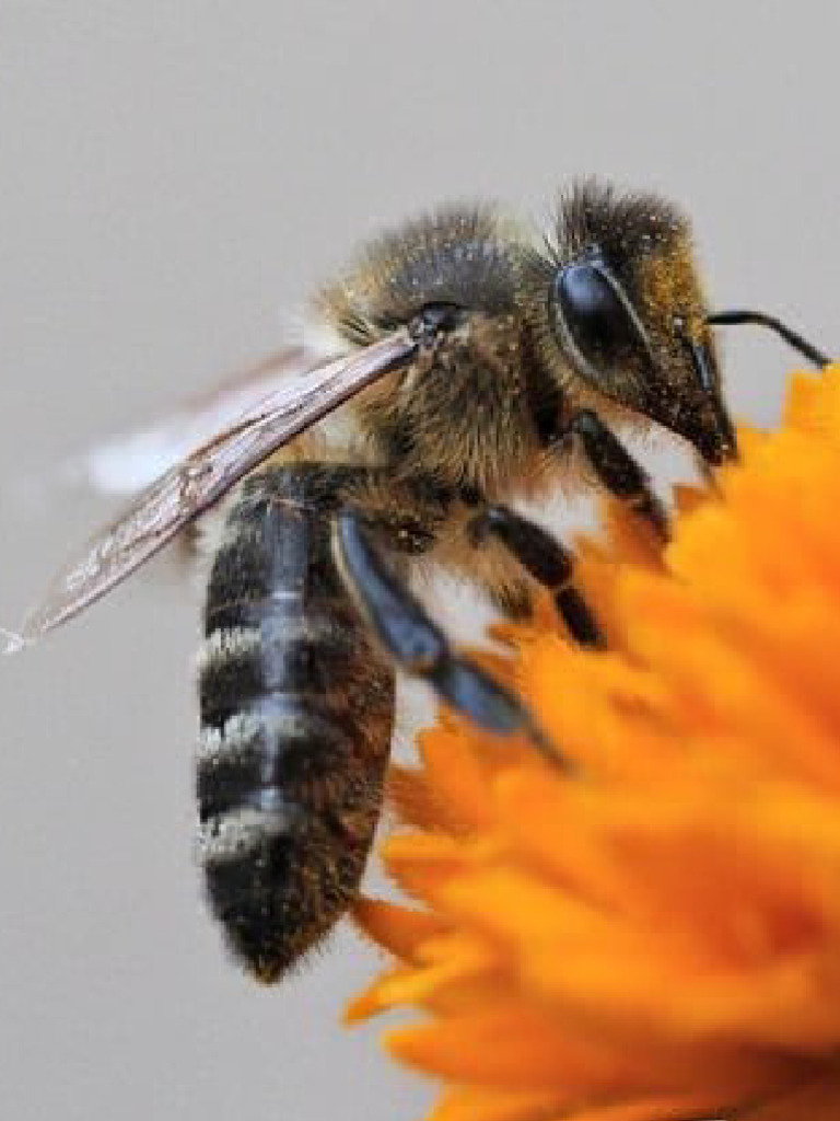 Abeja | PDF