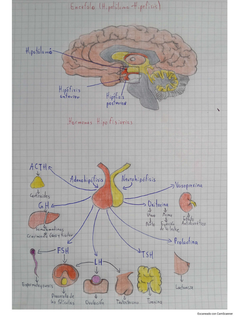 Hormonas - Isaac Escobar - Anatomía y Fisiologia - 15240 | PDF