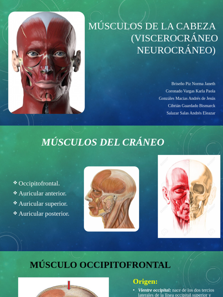 Músculos de la cabeza anatomia | PDF