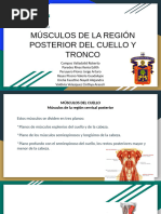 Anatomía de los Músculos Paravertebrales | PDF | Tejido suave ...
