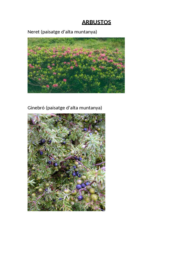 Arbustos I Arbres | PDF
