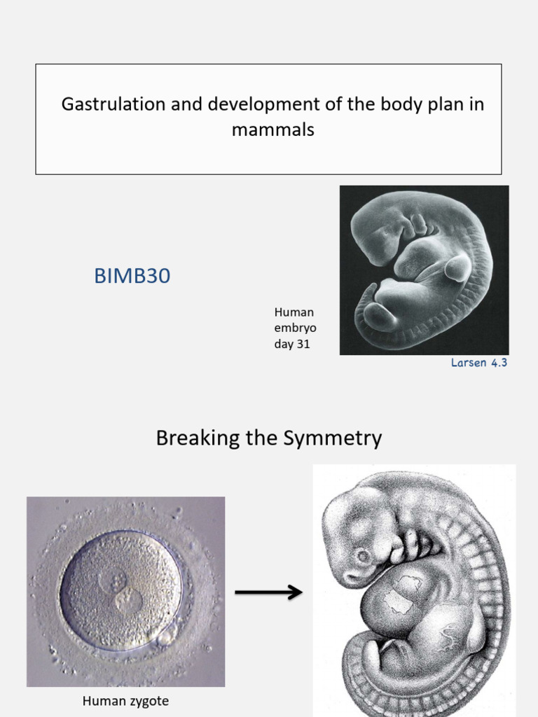 VertGastrulation - HT23 | PDF