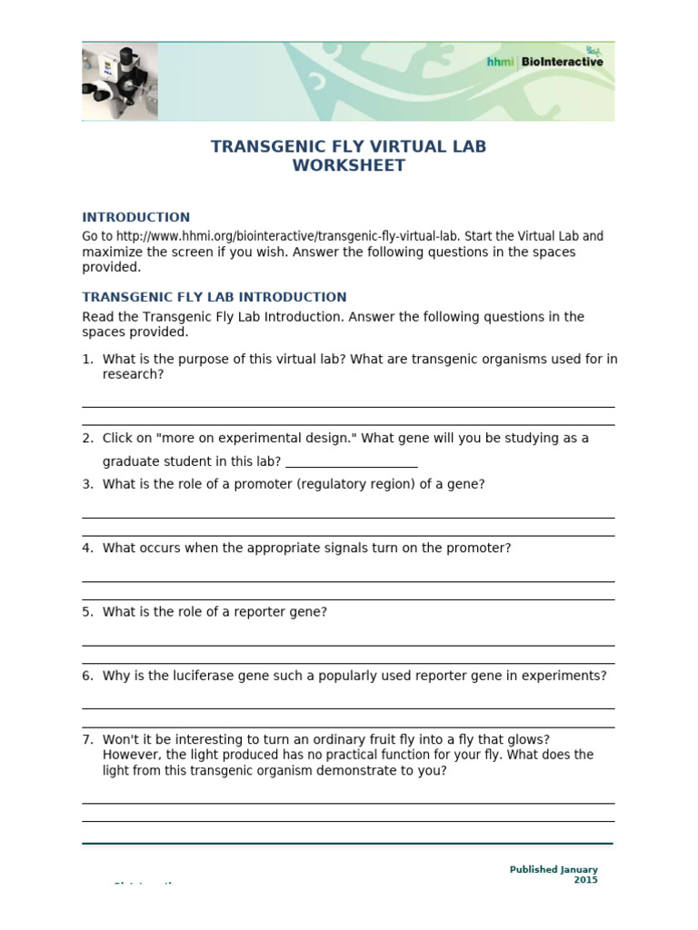 Soliman, Rona Transgenic Fly Lab Worksheet Student | PDF