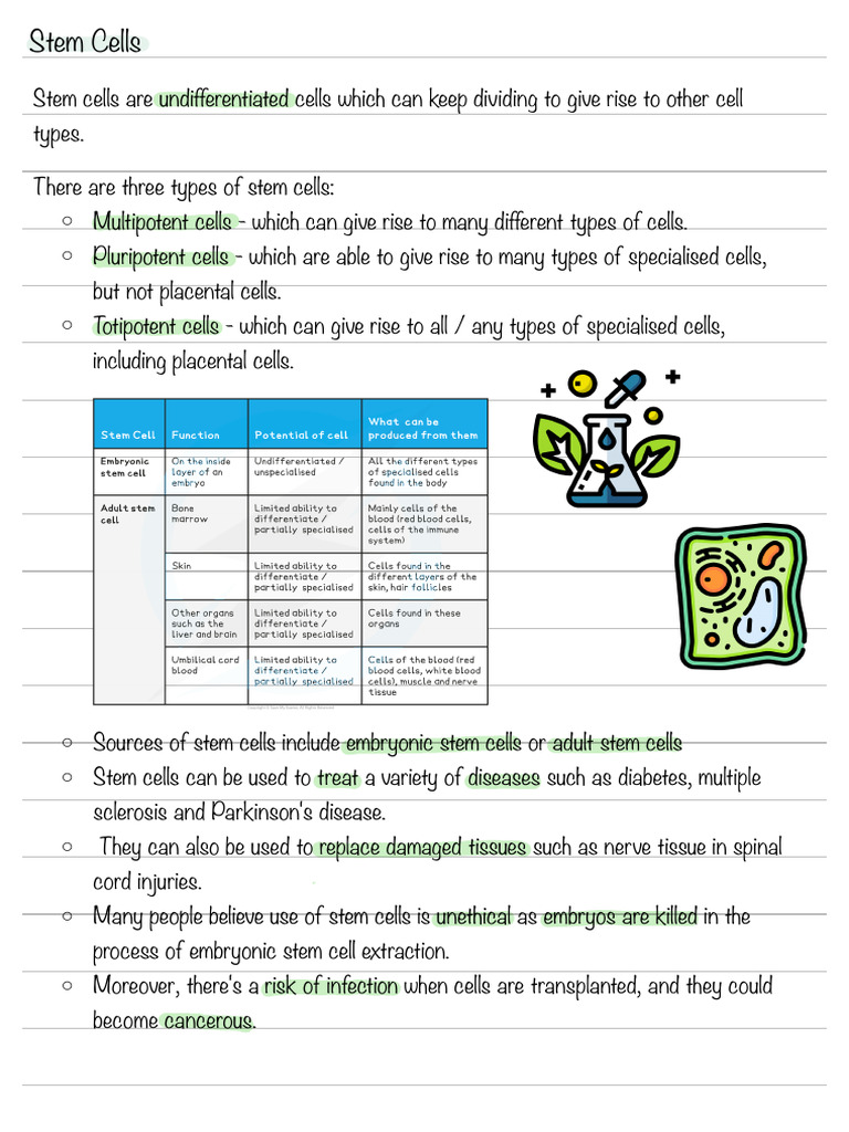 Stem Cells Notes | PDF