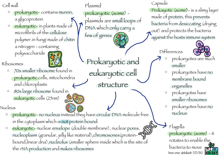 Prokaryote and Eukaryote Mind Map | PDF