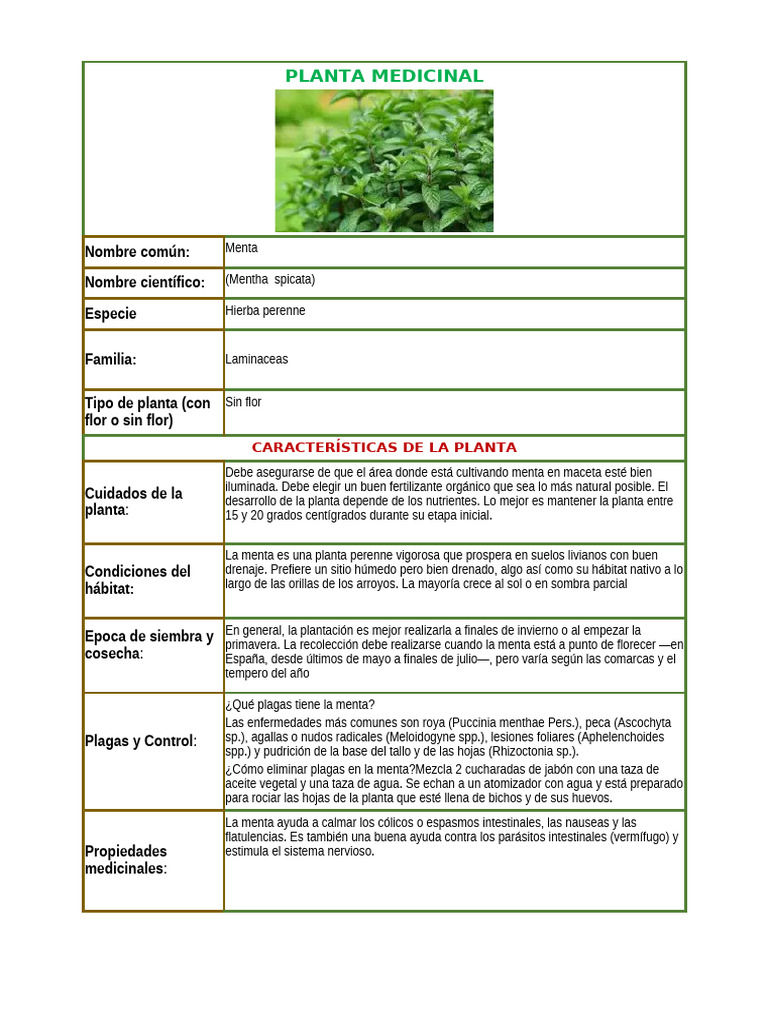 MENTA YEISON XD 2 | PDF