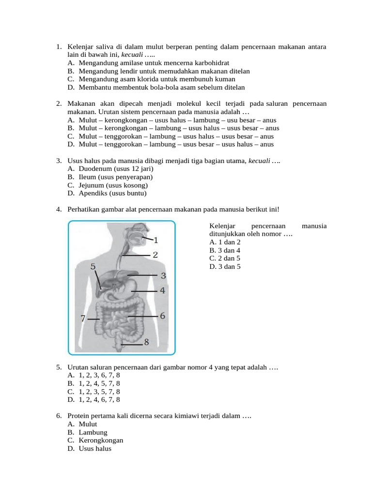 Soal Sistem Pencernaan Manusia Kelas 8 | PDF