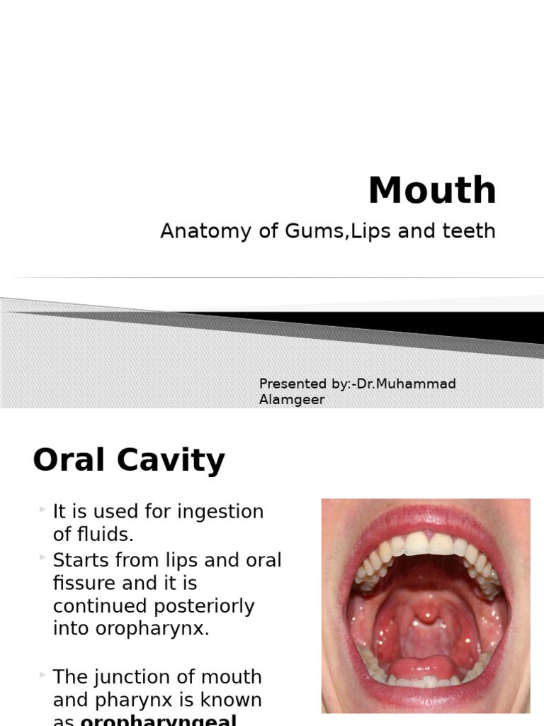 Mouth | PDF