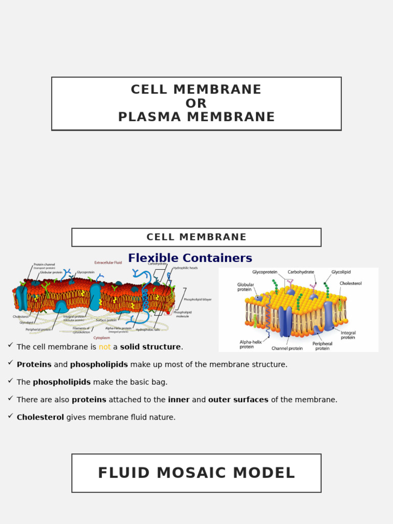 Cell Membrane | PDF
