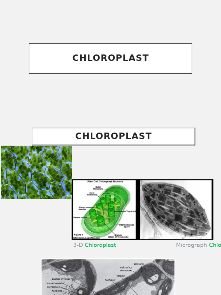 Chloroplast | PDF