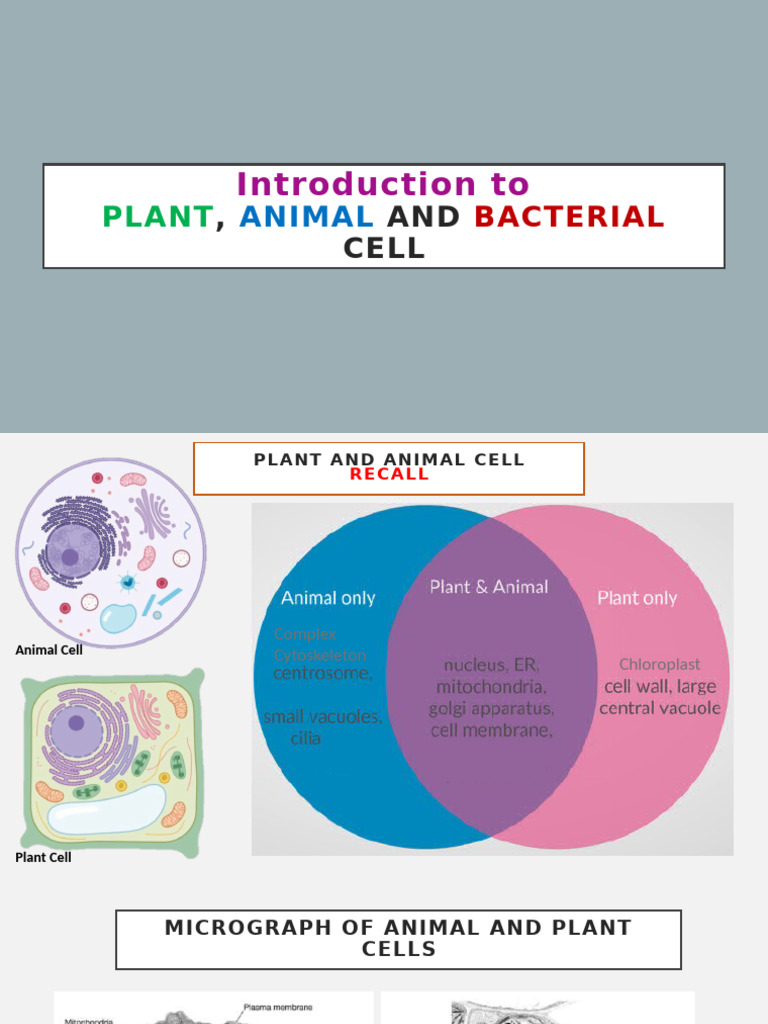 Introduction To Plant, Animal and Bacterial Cell | PDF