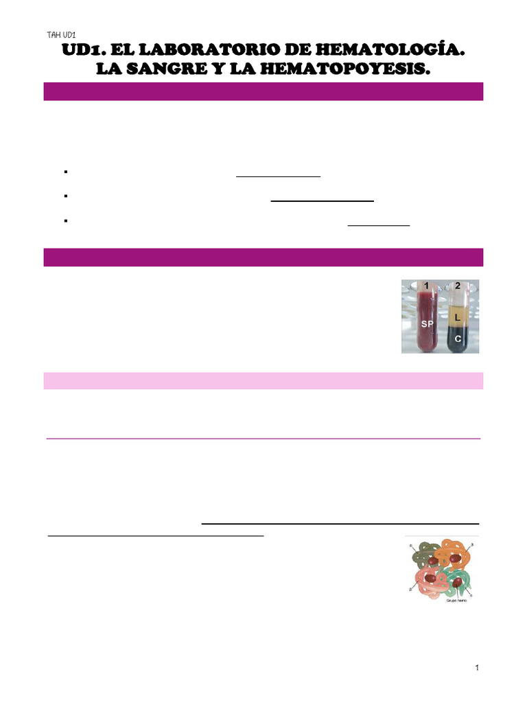 UD1. El Laboratorio de Hematología. La Sangre y La Hematopoyesis. | PDF ...