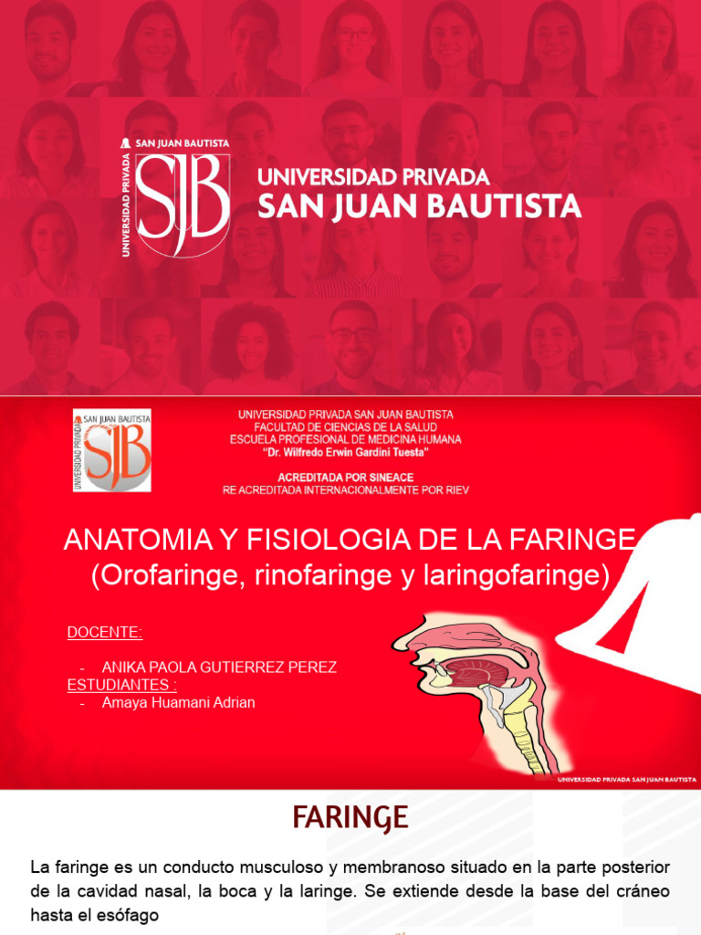 ANATOMIA Y FISIOLOGIA de LA FARINGE (Orofaringe, Rinofaringe y ...