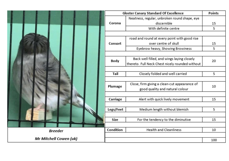 Gloster Canary Standards and Traits | PDF