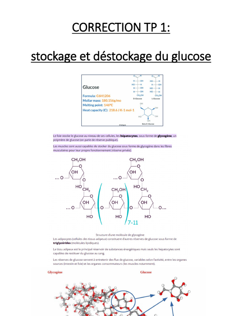 Correction TP 1 Glucose | PDF