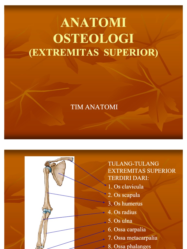 Anatomía de la Extremidad Superior | PDF